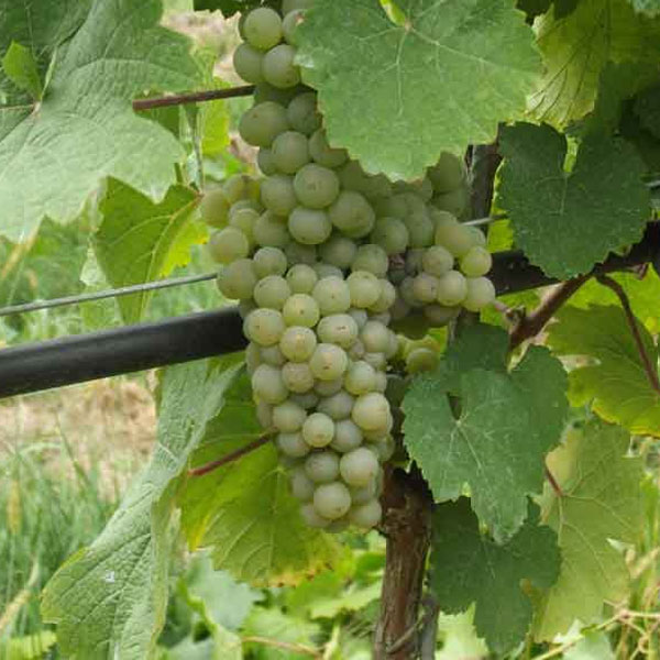 G. Weigel - Bürger Kalkhandel